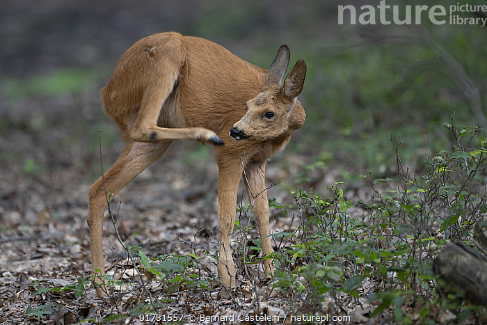 Stock photo of Roe deer (Capreolus capreolus) female, scratching itself ...