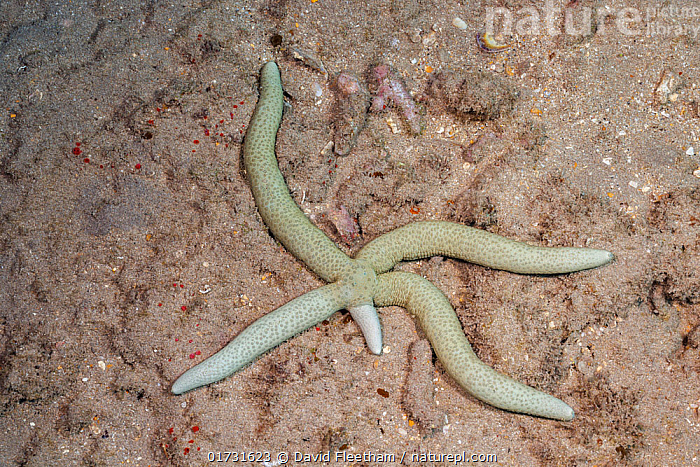 Stock photo of Green linckia seastar (Linckia guildingi) regenerating ...