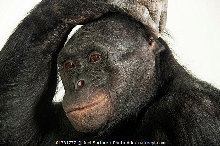 Bonobo Ears