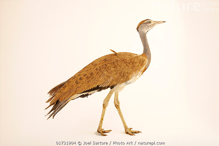 Stock photo of Nubian bustard (Neotis nuba) portrait, Al Marmoom Desert ...