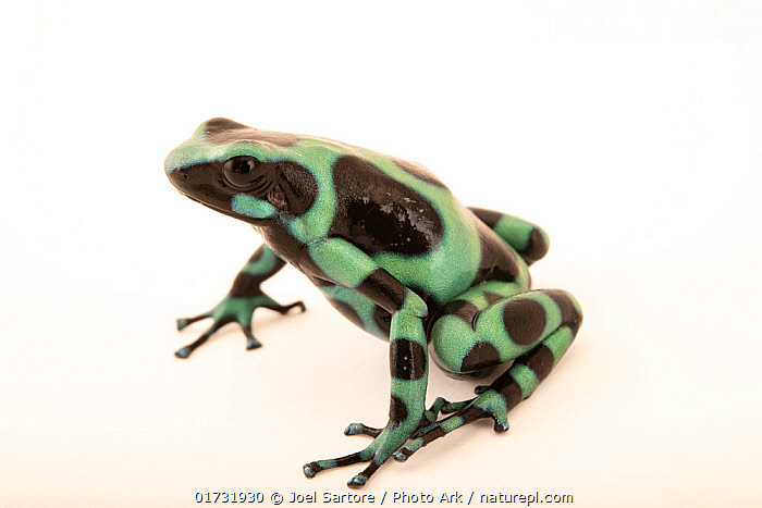 Green Poison Dart Frogs Green And Black Poison Dart Frog "Colón"