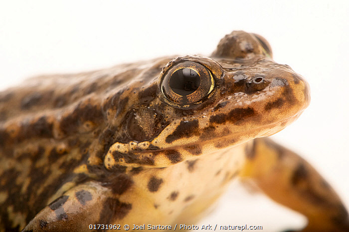 Stock photo of Sierra Nevada yellow-legged frog (Rana sierrae) head ...