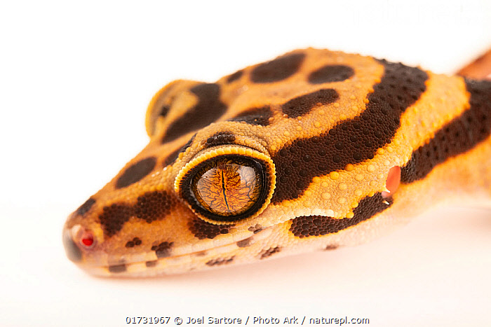 Stock photo of Vietnamese tiger gecko (Goniurosaurus araneus) head ...