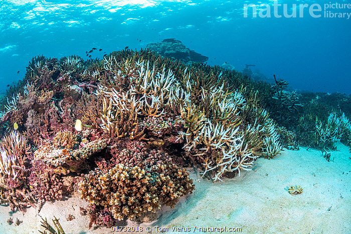 Stock photo of Several bleached Acropora hard corals nestled between ...