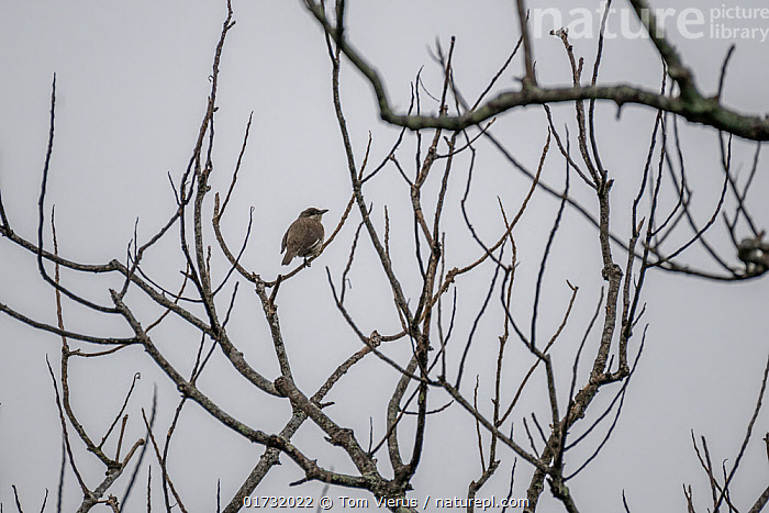 Stock photo of Polynesian starling (Aplonis tabuensis) perched in a ...