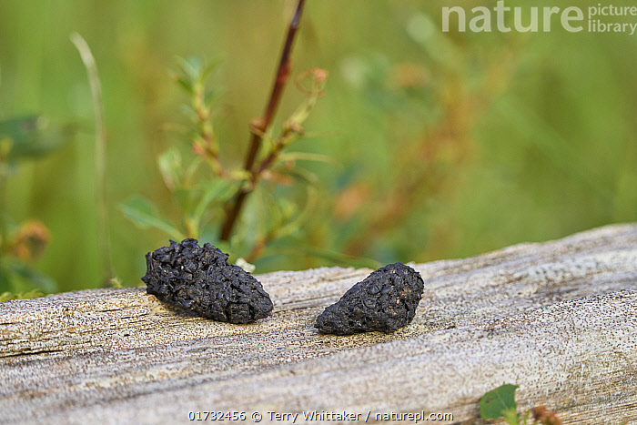 Stock photo of Arctic fox (Vulpes lagopus) scat comprised entirely of ...