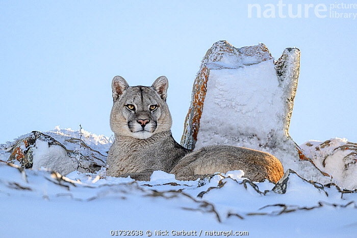 Stock photo of Puma (Puma concolor) juvenile male, resting in deep snow ...
