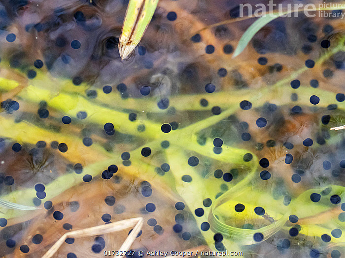 Stock photo of Common frog (Rana temporaria) frogspawn exhibiting cell ...
