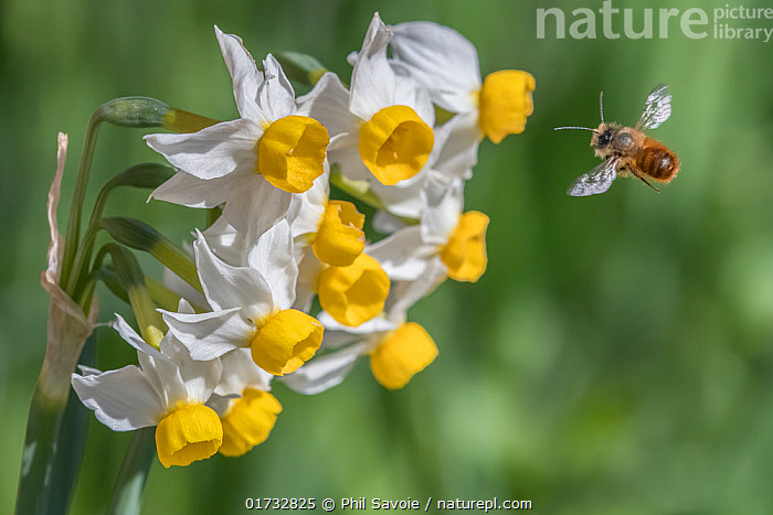 Stock photo of Red mason bee (Osmia bicornis) in flight, approaching ...