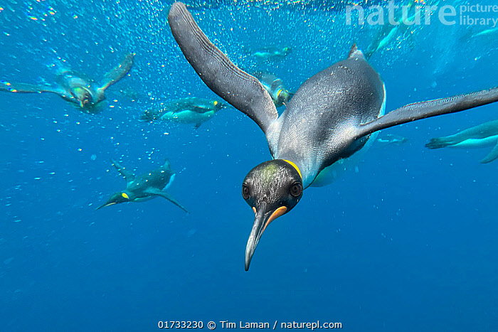 Stock photo of King penguins (Aptenodytes patagonicus) swimming ...