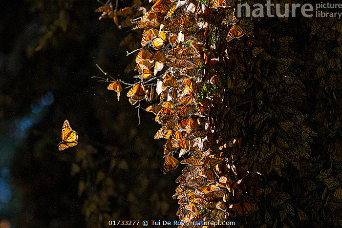Stock photo of Monarch butterflies (Danaus plexippus) covering Fir ...
