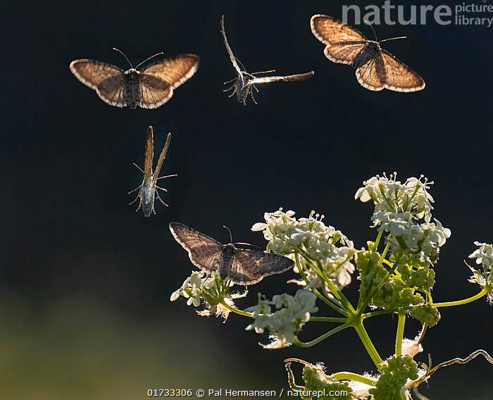 Stock photo of Satyr pug moth (Eupithecia satyrata) flying off from ...