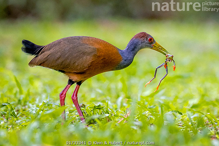 Stock photo of Grey-necked wood-rail (Aramides cajaneus) catching a Red ...
