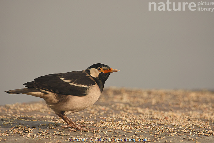 Stock photo of Indian pied myna (Sturnus contra) feeding on millet on ...
