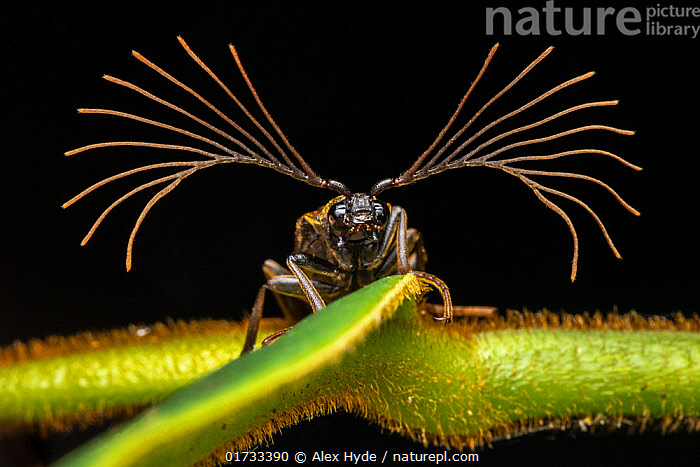 Stock photo of Cedar beetle (Callirhipidae) male, expanding its ...