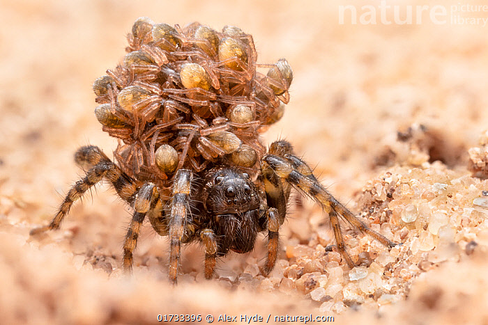 Stock photo of Wolf spider (Paradosa sp.) female, carrying brood of ...