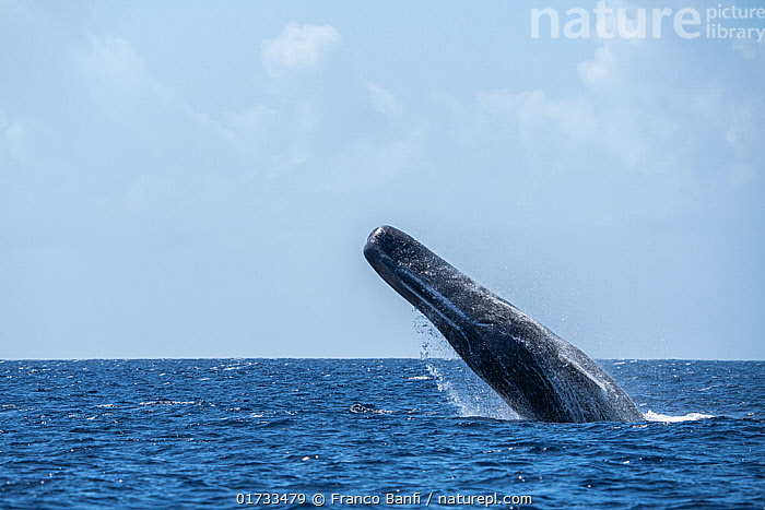 Sperm Whale Breaching