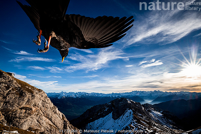 Stock photo of Alpine chough (Pyrrhocorax graculus) in flight over ...