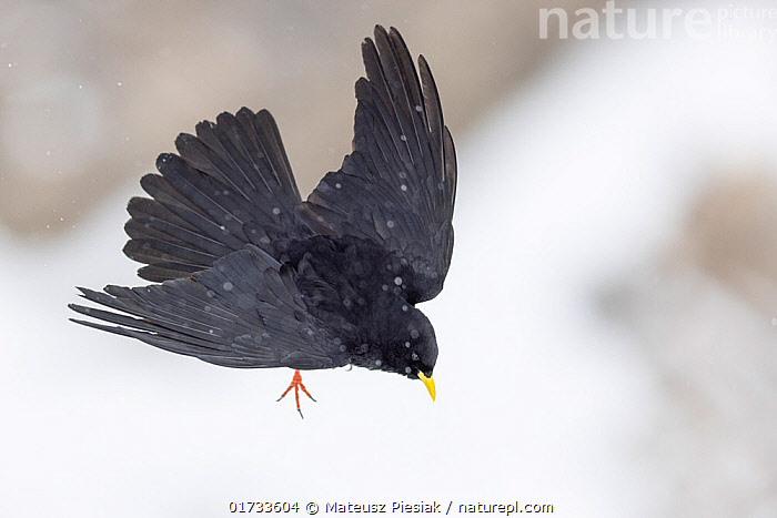 Stock photo of Alpine chough (Pyrrhocorax graculus) in flight in light ...