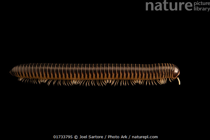 Stock photo of Millipede (Spirobolida) portrait, Centro de Rescate ...