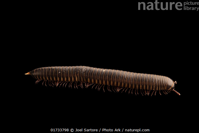 Stock photo of Millipede (Spirobolida) portrait, Centro de Rescate ...