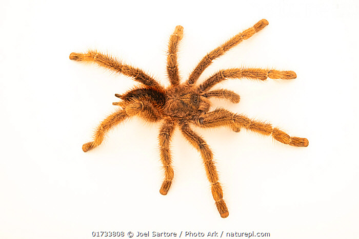 Stock photo of Tarapoto pink toe tarantula (Avicularia merianae) male ...