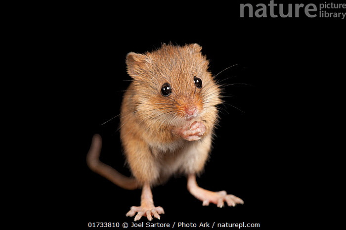 Stock photo of Eurasian harvest mouse (Micromys minutus) standing on ...