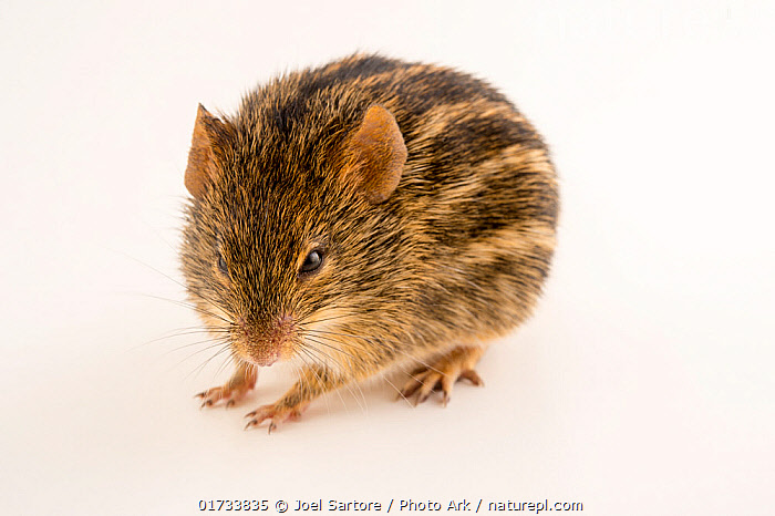 Stock photo of Typical striped grass mouse (Lemniscomys striatus ardens ...