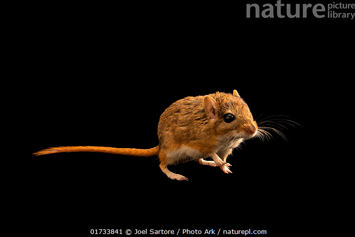 Stock photo of Midday gerbil (Meriones meridianus nogaiorum) portrait ...