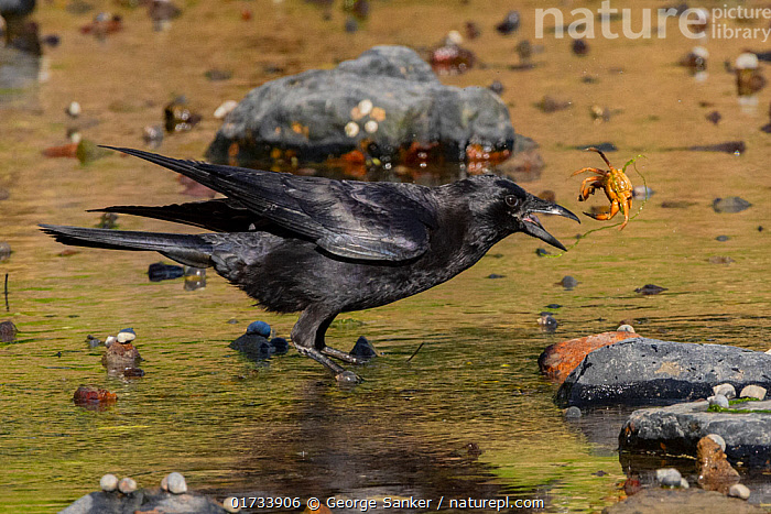 Stock photo of American crow (Corvus brachyrhynchos) catching Green ...