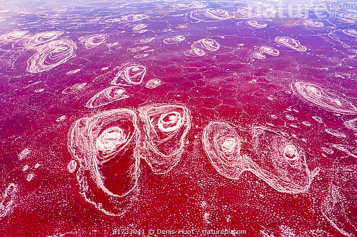 Stock photo of Aerial view of pink Halobacteria in Lake Magadi, Great ...