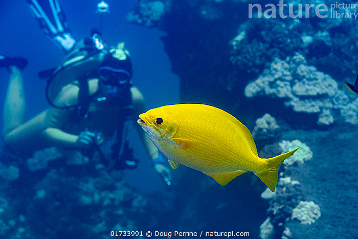 Stock photo of Pacific rudderfish (Kyphosus sandwicensis) in yellow ...