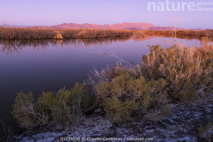 Stock photo of Colorado River at dawn with Sierra El Mayor de Cucapa ...