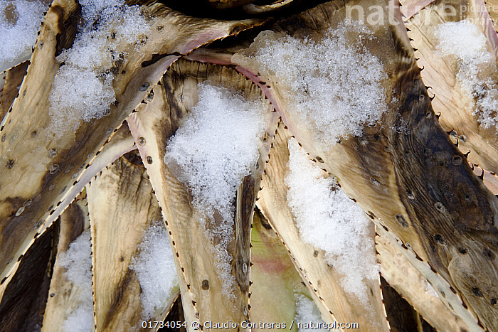 Stock photo of Dead Agave (Agave sp.) leaf covered in snow, Los Ojos ...