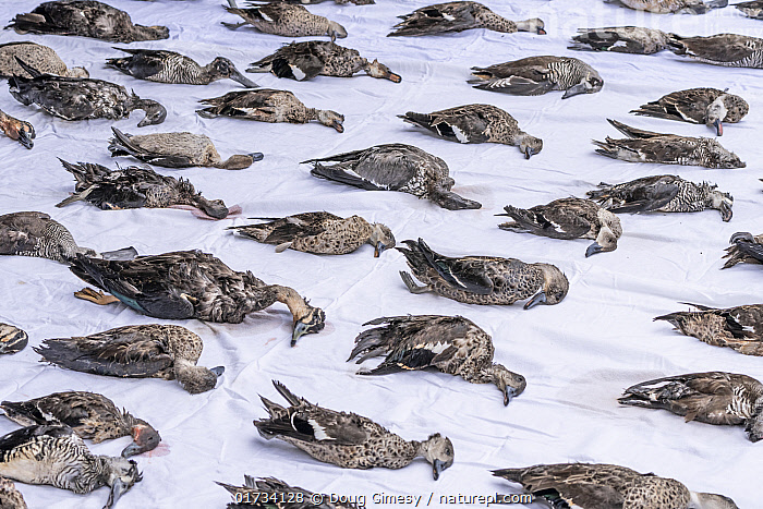 Stock photo of As part of an annual protest against Victoria's duck ...