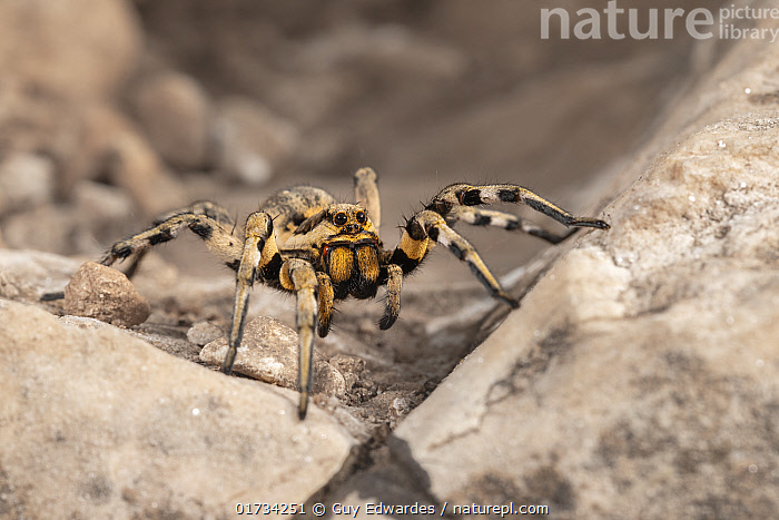 Stock photo of European tarantula (Lycosa praegrandis) female, resting ...