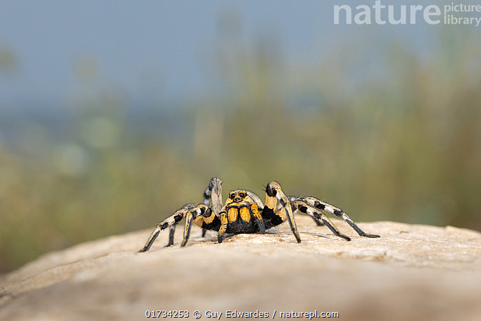 Stock photo of European tarantula (Lycosa praegrandis) female, resting ...