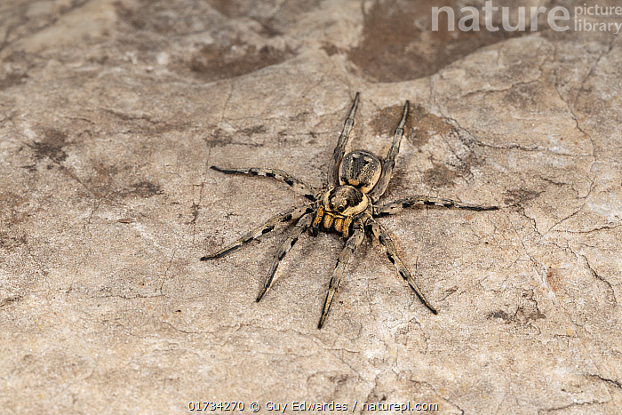 Stock photo of European tarantula (Lycosa praegrandis) female, resting ...