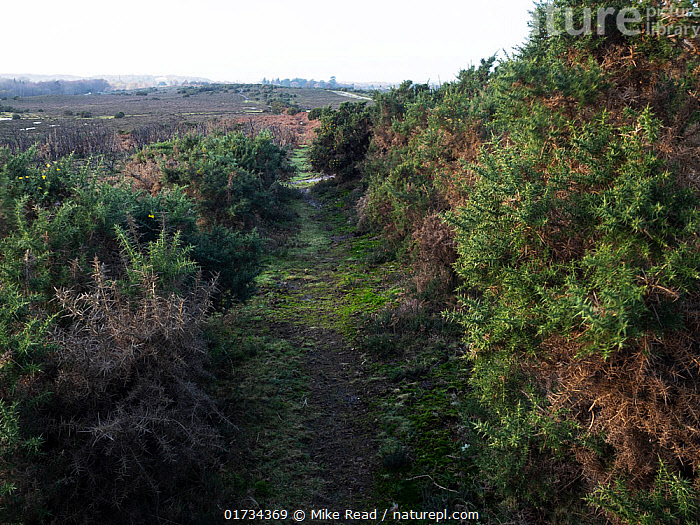 Stock photo of Remains of medieval ditch and bank system that would ...