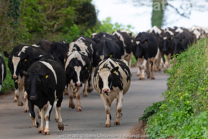 Stock photo of Holstein Friesian cow herd walking down road during ...