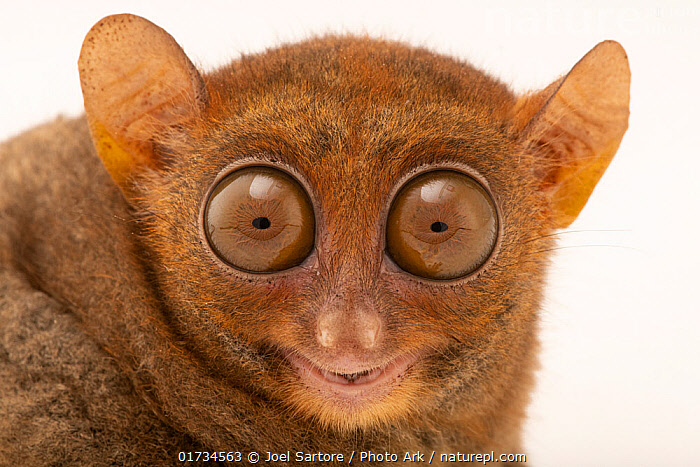 Stock photo of Philippine tarsier (Tarsius syrichta syrichta) head ...