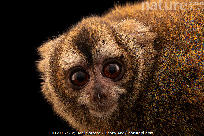 Stock photo of Andean night monkey (Aotus miconax) head portrait ...