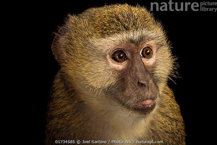 Stock photo of Grivet monkey (Chlorocebus aethiops) female, head ...