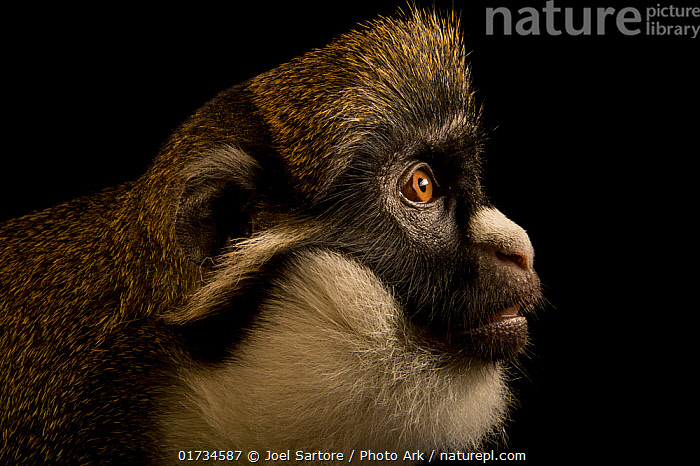 Stock photo of Lesser white-nosed monkey (Cercopithecus petaurista ...