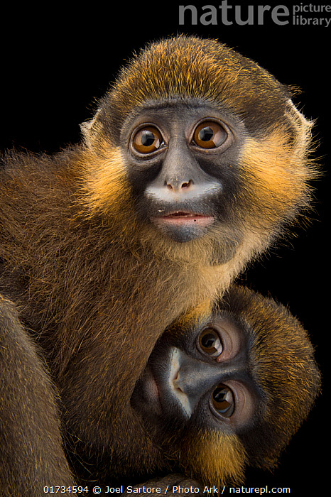Stock photo of Two Grey-tailed moustached monkeys (Cercopithecus cephus ...