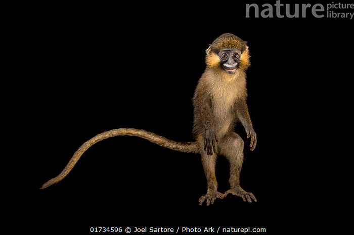 Stock photo of Grey-tailed moustached monkey (Cercopithecus cephus ...