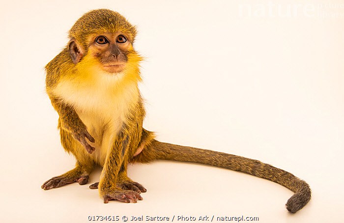 Stock photo of Gabon talapoin (Miopithecus ogouensis) portrait, Wroclaw ...