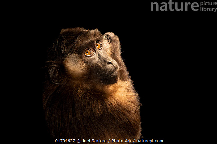 Stock photo of Siberut macaque (Macaca siberu) head portrait, Taman ...
