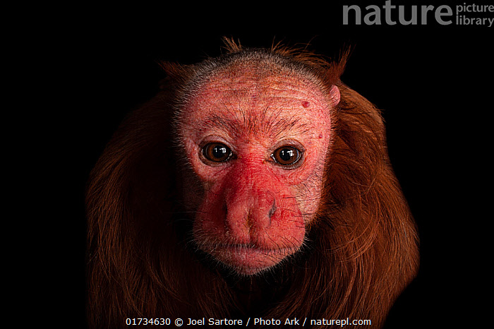 Stock photo of Ucayali bald-headed uakari (Cacajao calvus ucayalii ...