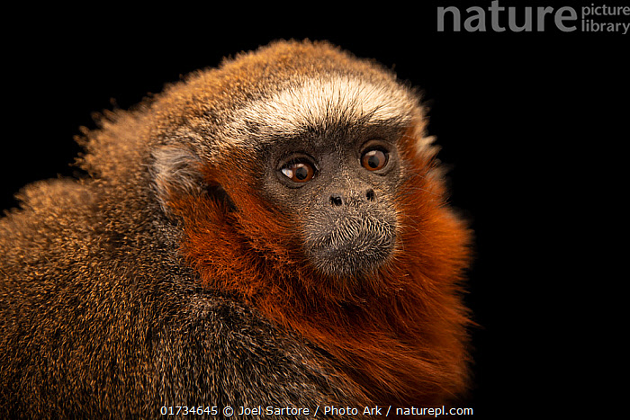 Stock photo of White-tailed titi monkey (Callicebus discolor) male ...